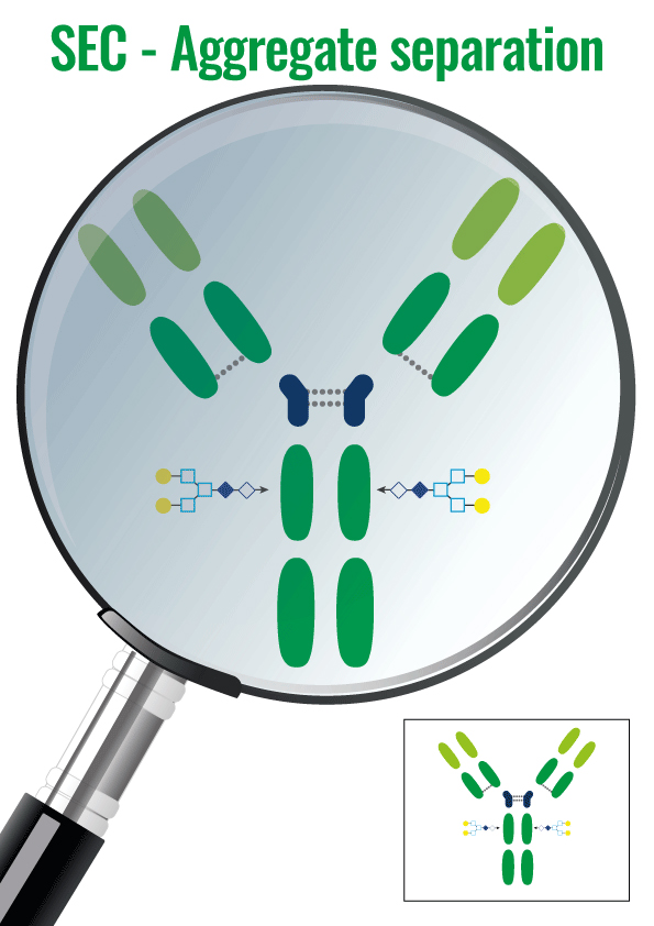 Analyse & purification des protéines : SEC (Size Exclusion Chromatographie), la séparation des ...