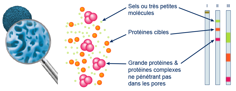 Analyse & purification des protéines : SEC (Size Exclusion Chromatographie), la séparation des ...